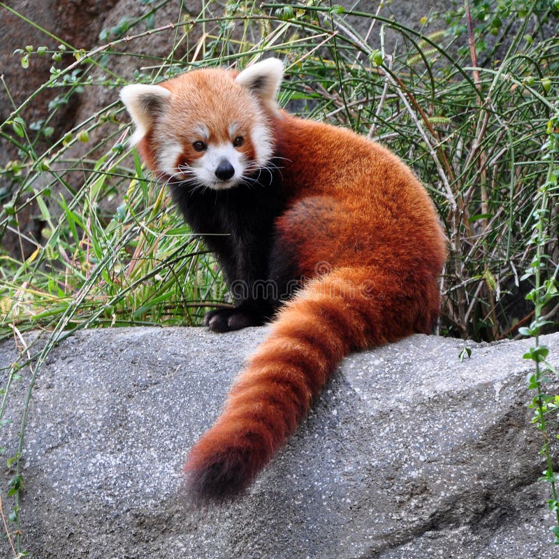 Panda rouge photo stock. Image du mignon, faune, animal - 10563364