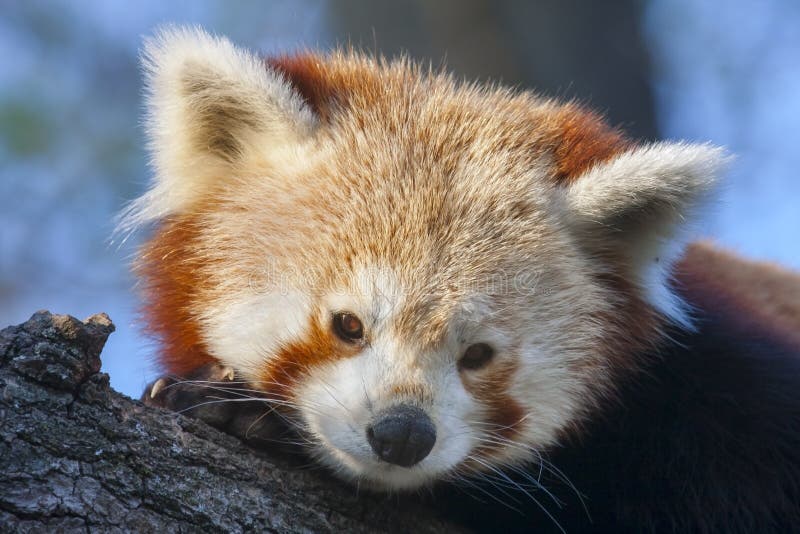 Beau Visage D'un Panda Brun Image stock - Image du faune, mignon: 56358565