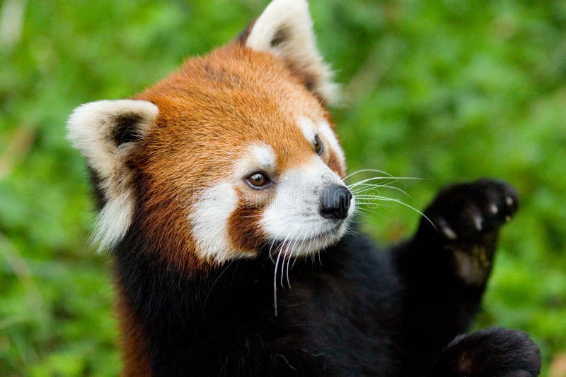 Panda rouge image stock. Image du rêve, faune, mignon - 20070715