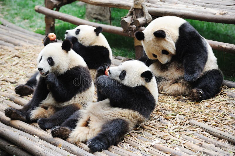 Panda's Die Appels En Bamboe Eten Stock Foto - Image of eten, china ...