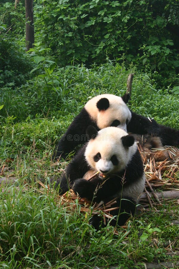 Panda's at feeding time stock image. Image of pandas - 27665283