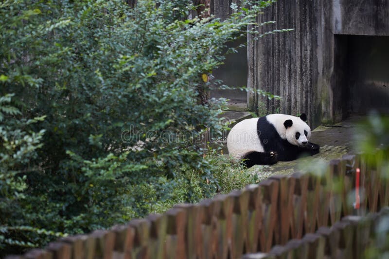 Panda sentado en el suelo foto de archivo. Imagen de base - 160682848