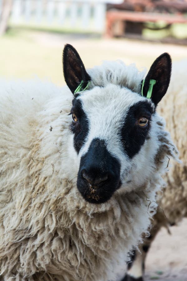 Panda Sheep Looking at the Camera. Stock Image - Image of close, animal ...