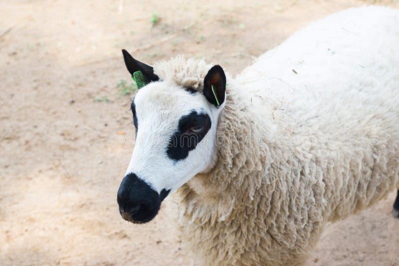 Panda sheep stock image. Image of farming, panda, livestock - 62373035