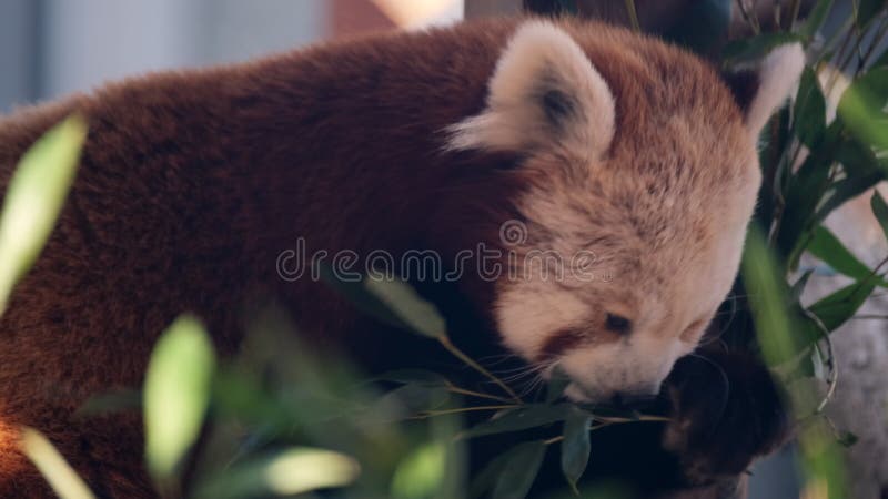 Panda Sits and Eats Bamboo on a Tree between Branches with Bamboo ...