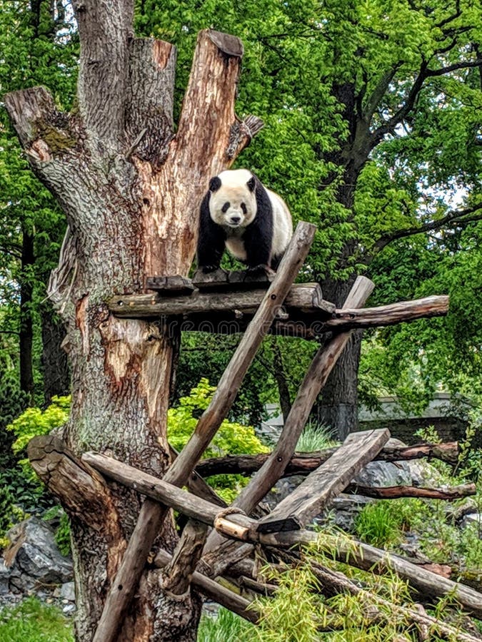 A Panda is Sitting while Eating Plants with a Lot of Plants Stock Image ...
