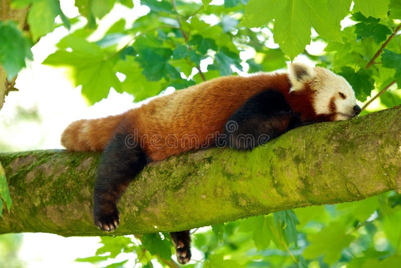 Panda Sleeping Rouge Cet Endormi Animal Nocturne Mignon Photo stock ...