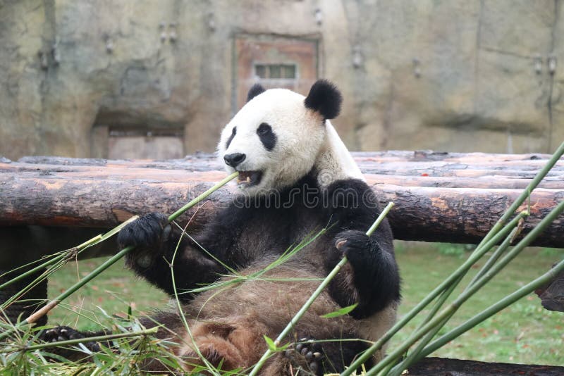 Panda Snack stock image. Image of china, favorite, panda - 101368963