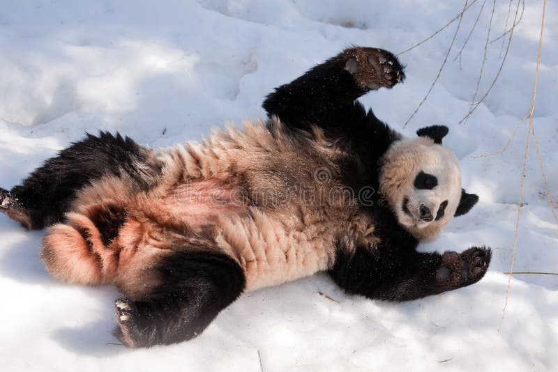 Panda in the snow stock photo. Image of cold, funny, white - 13159836