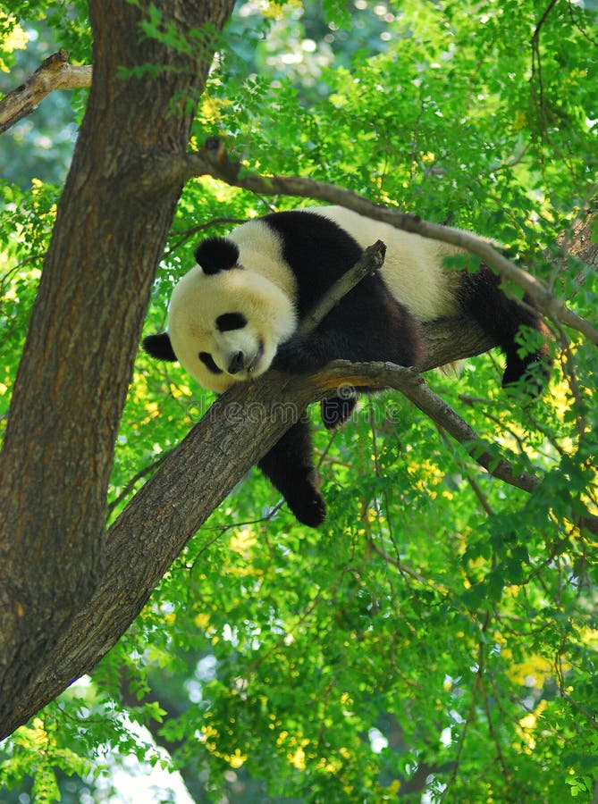 Panda Sonnolento Sull'albero Immagine Stock - Immagine di siedasi, nero ...