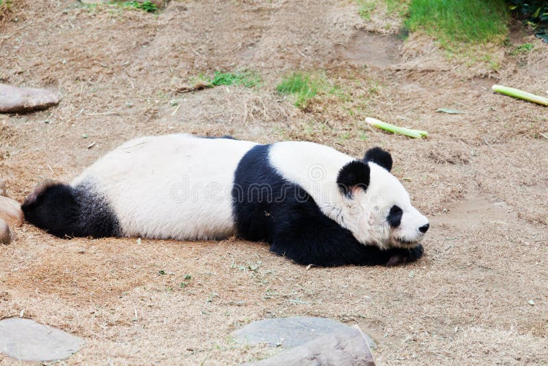 Panda taking a nap stock photo. Image of sleeping, asia - 56089796