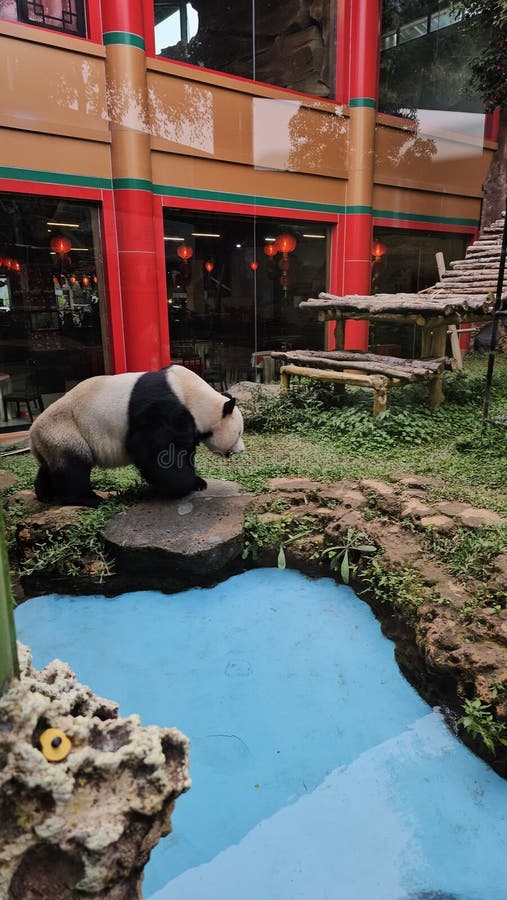 Panda in Taman Safari Indonesia Stock Photo - Image of safari, panda ...