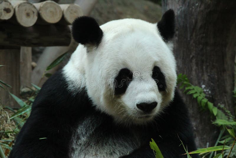 Panda in Thailand stock photo. Image of treasure, nature - 86832504
