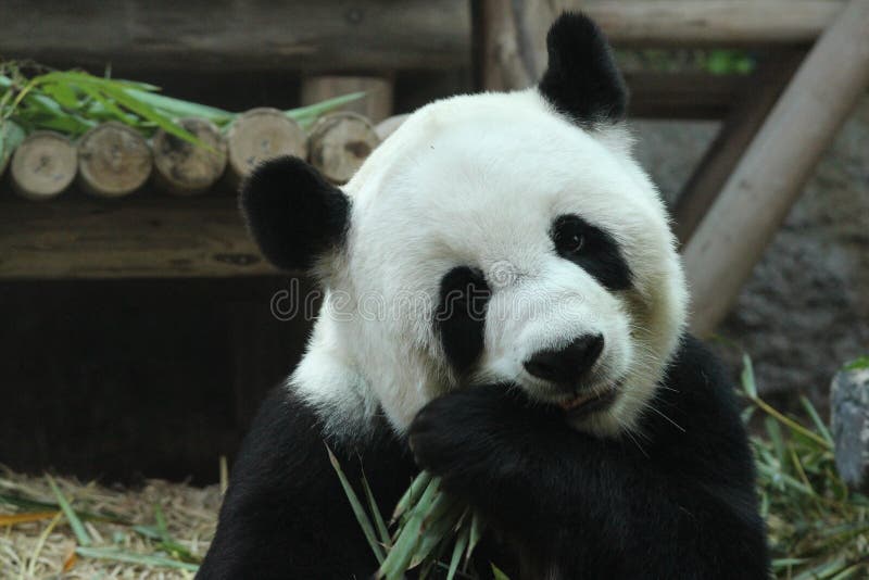 Panda in Thailand stock photo. Image of wildlife, nature - 86835390