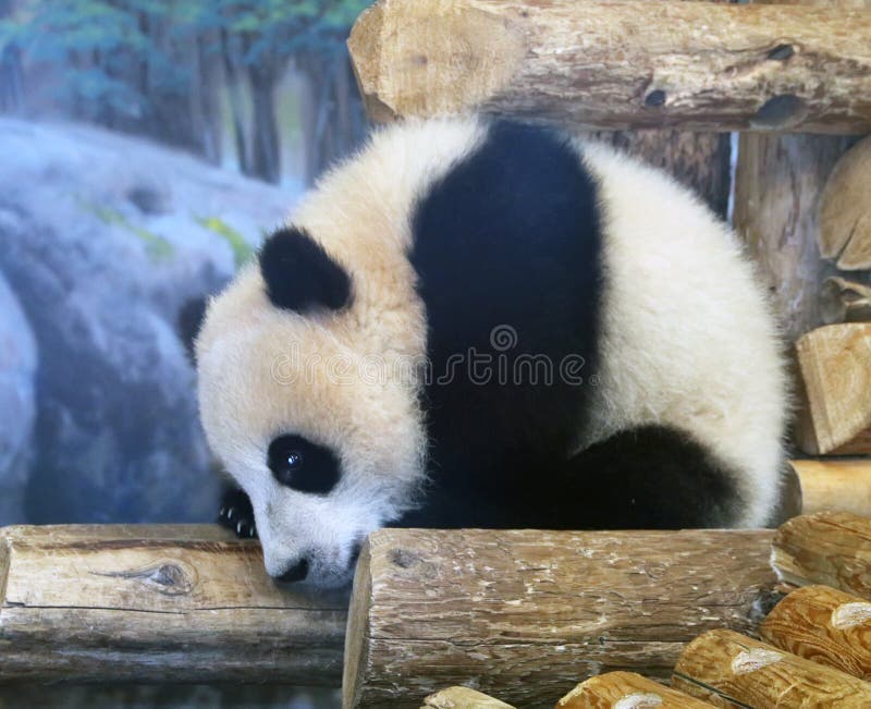 Panda at Toronto Zoo stock image. Image of canada, lying - 72727153