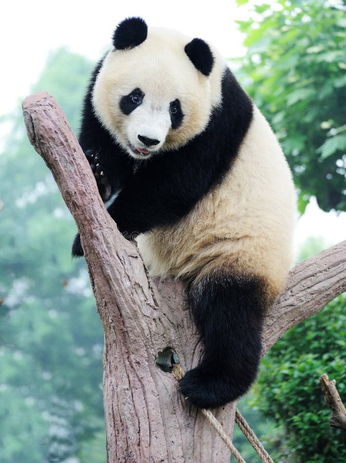 Panda on the tree stock photo. Image of pandas, animal - 19804770