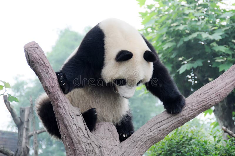 Panda on the tree stock photo. Image of pandas, animal - 19804770