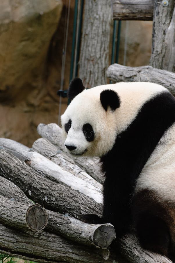 Panda on the tree stock photo. Image of pandas, animal - 19804770