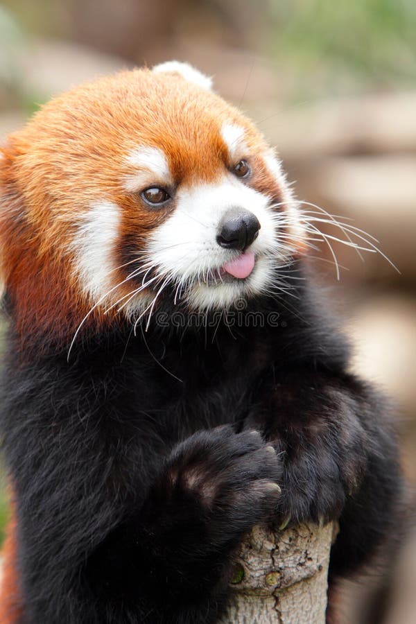 Panda vermelha foto de stock. Imagem de passeio, panda - 25340494