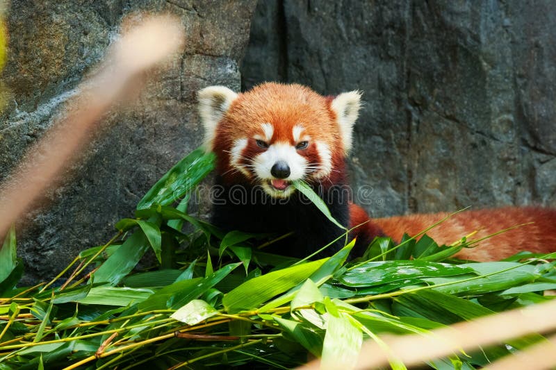 Panda Vermelha Bonito Que Come O Bambu Imagem de Stock - Imagem de nave ...