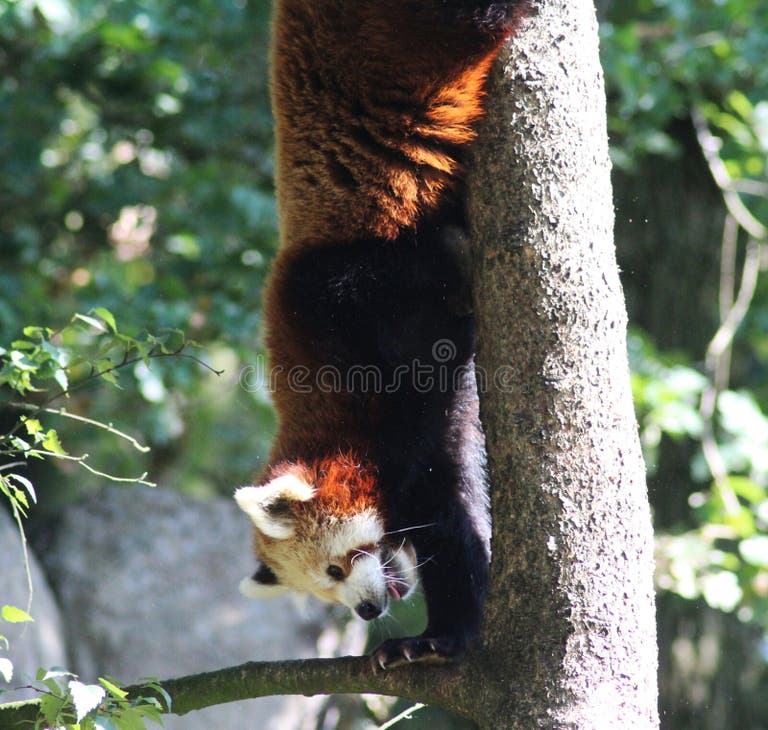 Panda Vermelha, Fulgens Do Ailurus Imagem de Stock - Imagem de naughty ...