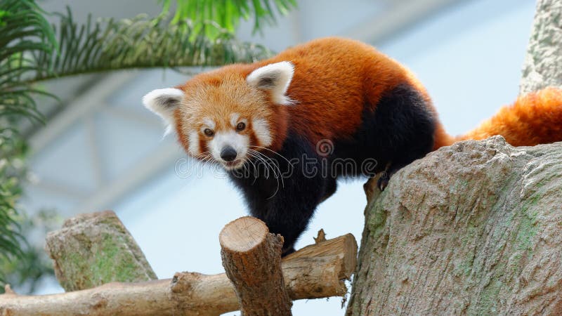 Panda Vermelha Posta Em Perigo Foto de Stock - Imagem de raro, animal ...