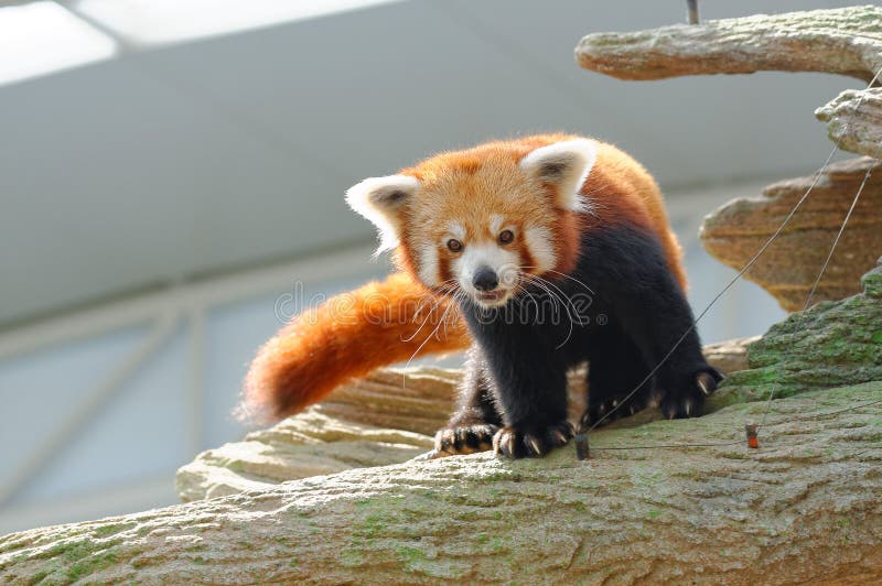 Panda Vermelha Posta Em Perigo Imagem de Stock - Imagem de vermelho ...