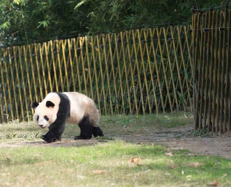 Panda walk stock photo. Image of walk, travel, tropical - 96762232