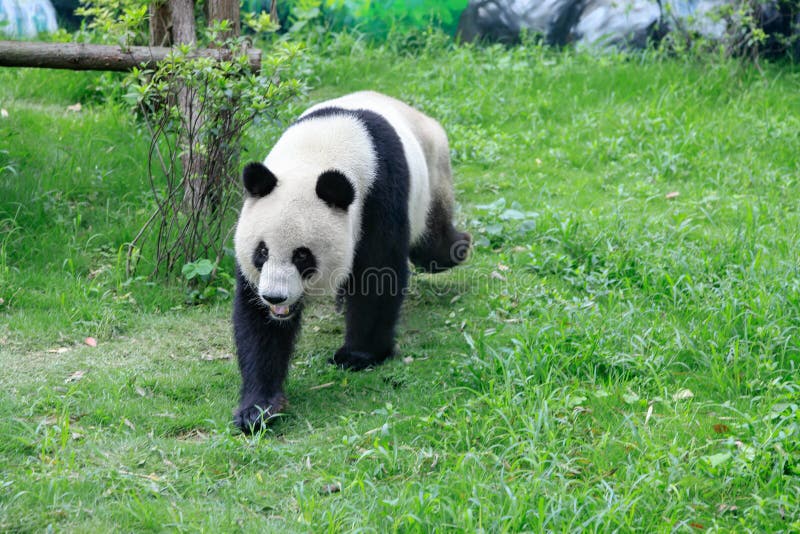 Panda walking stock photo. Image of zoology, bear, walking - 34590422
