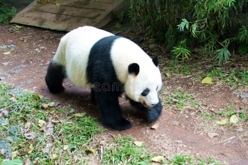 The Panda is Walking at the Zoo Stock Image - Image of whiskers ...