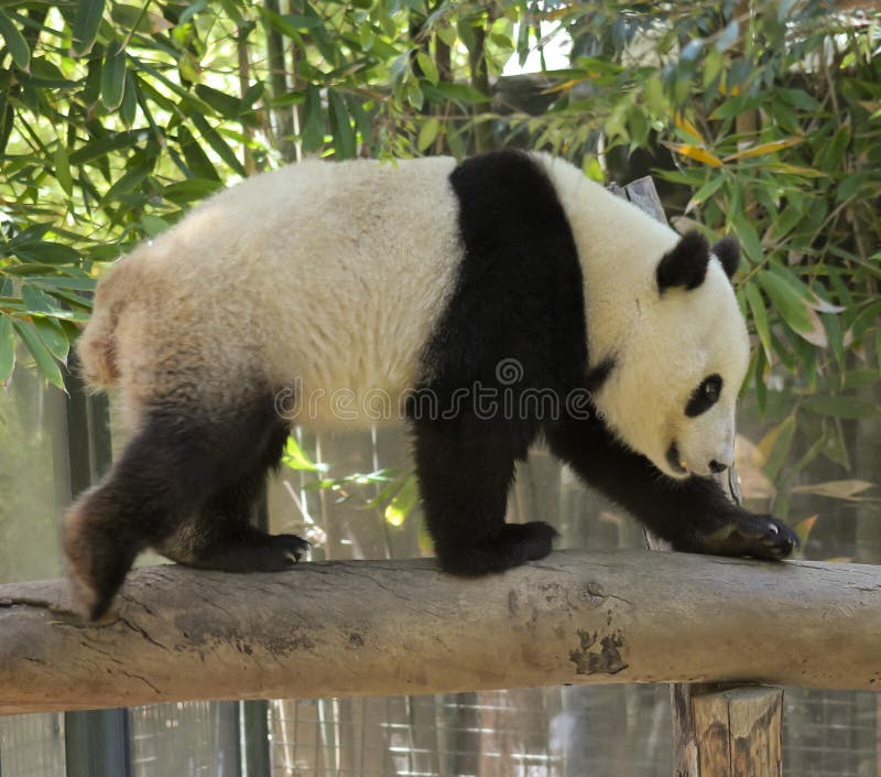 Panda Walks Across Gigante Un Registro Imagen de archivo - Imagen de ...