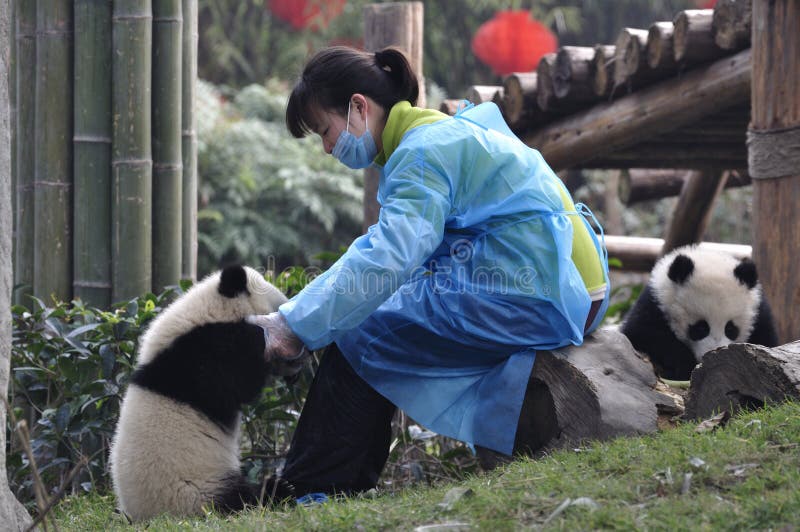 Panda Nurse Stock Photos - Free & Royalty-Free Stock Photos from Dreamstime