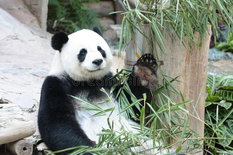 Panda stock photo. Image of snout, life, panda, fauna - 42878178