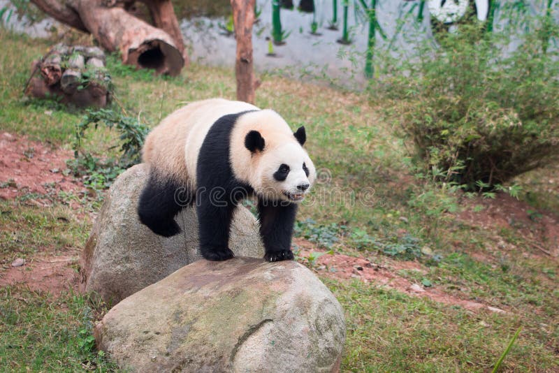 Panda in zoo stock image. Image of reserve, chinese, lovely - 64647399