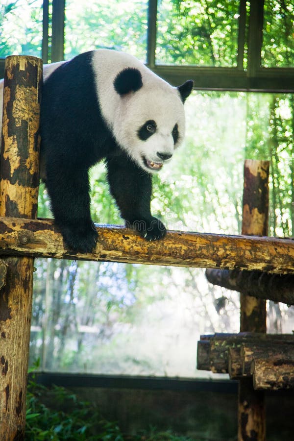 Red Panda. Red Panda Stands On Its Hind Legs.Red Panda Closeup. Stock ...