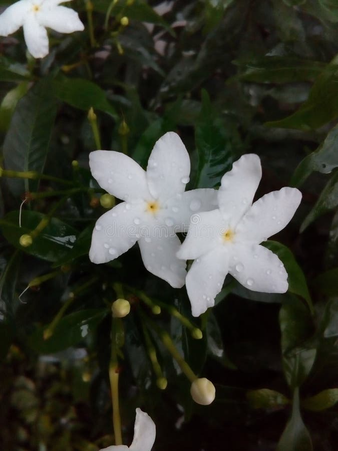 Pandakaki Flower Stock Photos - Free & Royalty-Free Stock Photos from ...