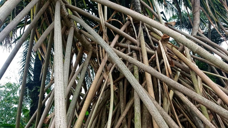 Pandan Duri Tree stock image. Image of looks, duri, nature - 221420207