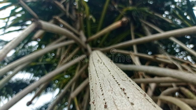 Pandan Duri Tree stock image. Image of looks, tree, visible - 221420147
