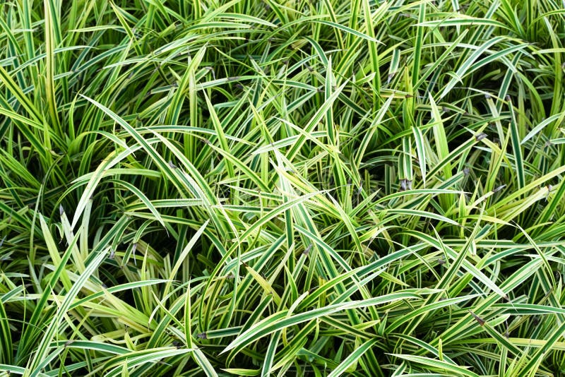 Pandan Grass in the Garden. Stock Image - Image of closeup, gold: 62350899