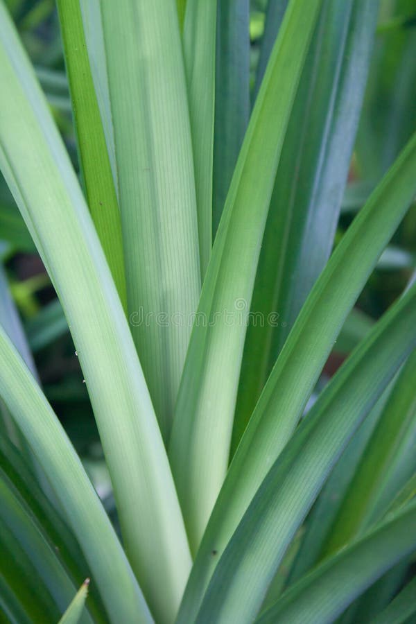Pandan green stock image. Image of pandanus, morning - 46389095