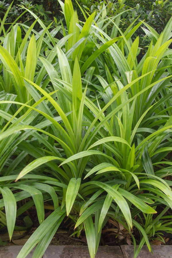 Pandan leaf stock photo. Image of edible, pandanus, natural - 30593622