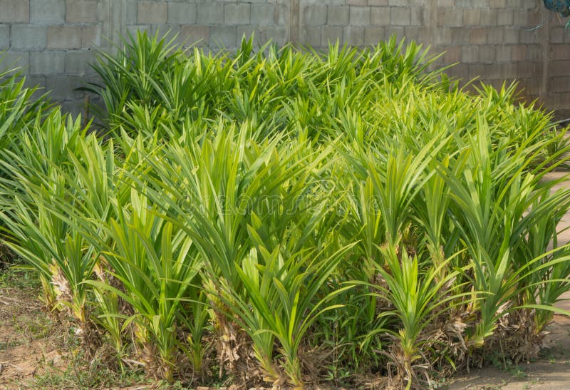 Pandan stock photo. Image of farm, environment, garden - 86280488