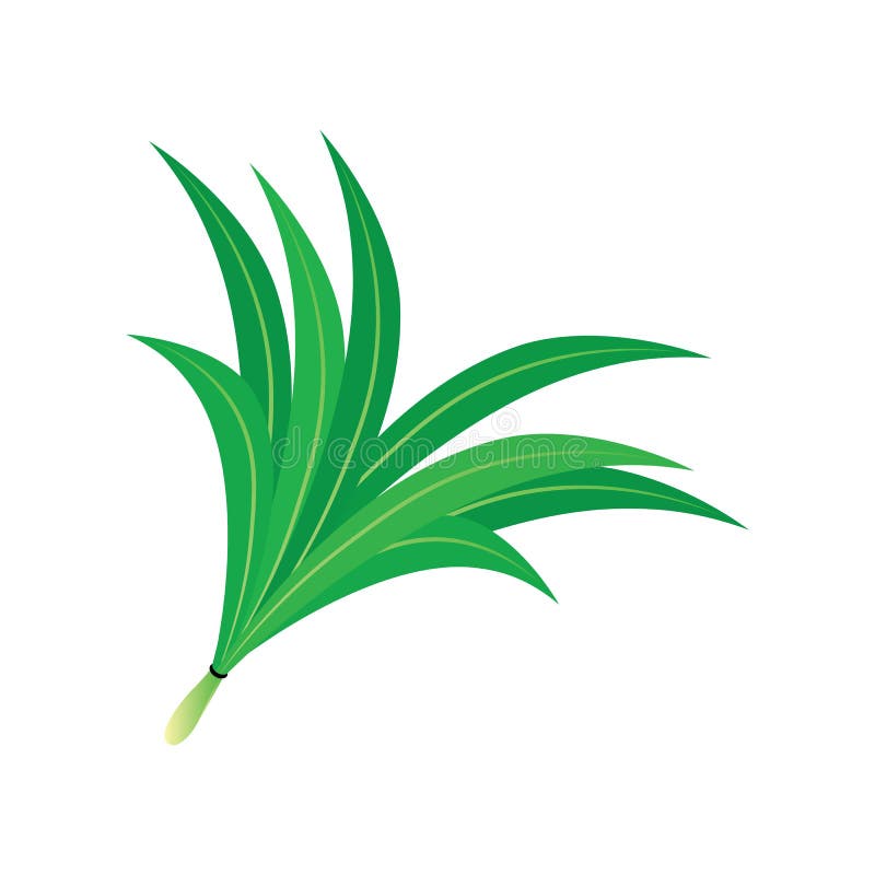 Pandan Leaf Illustration Icon Free Stock Vector - Illustration of ...
