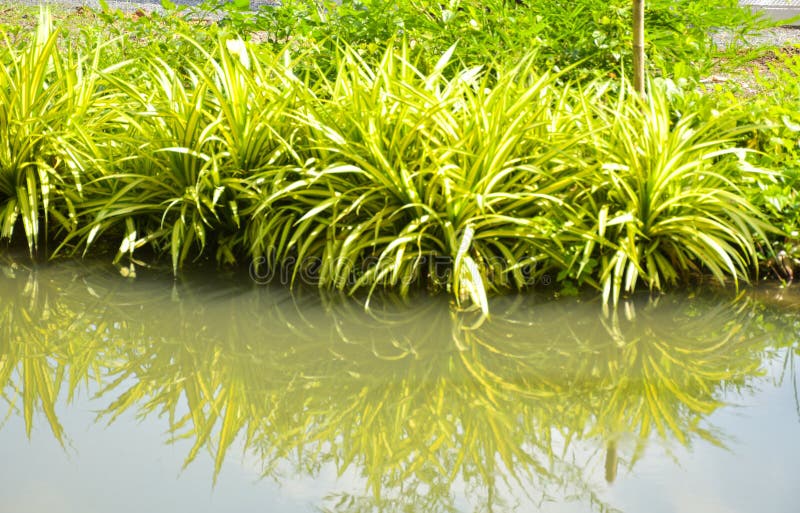 Pandan Leaf Macro Background,Fresh Green Leaves Stock Photo - Image of ...