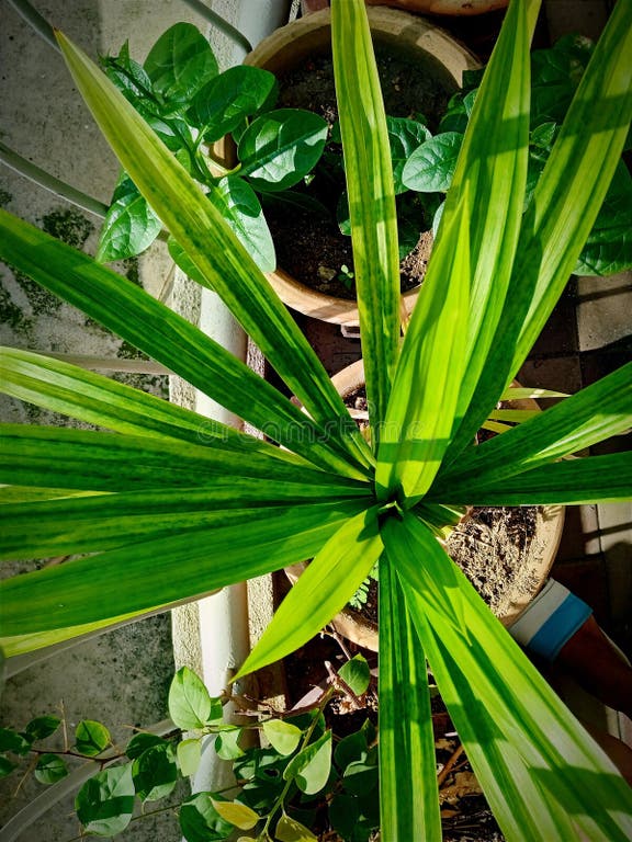 Pandan leaf in pot stock image. Image of green, leaf - 288697589