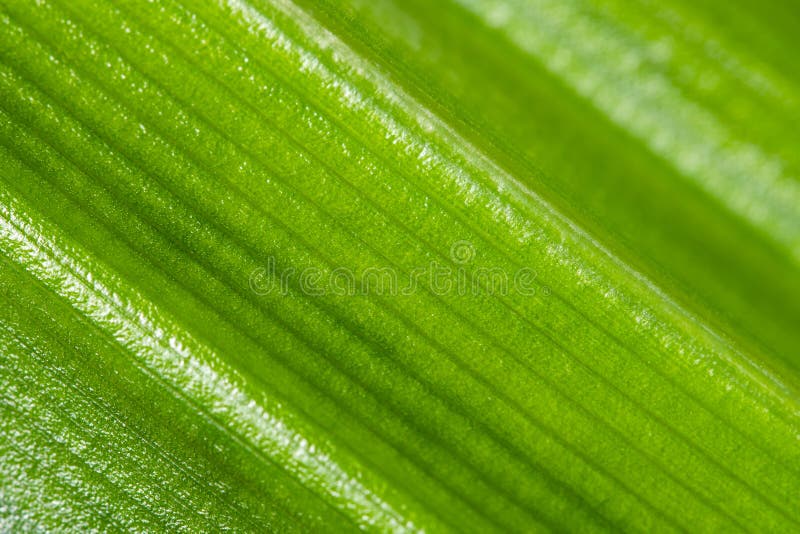 Pandan Leaf Texture Blur Abstract Background Stock Photo - Image of ...