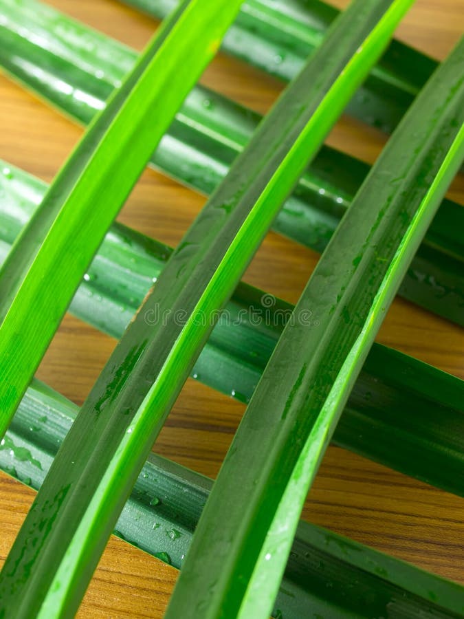 Pandan leaves stock image. Image of leaf, pandan, plant - 19499039