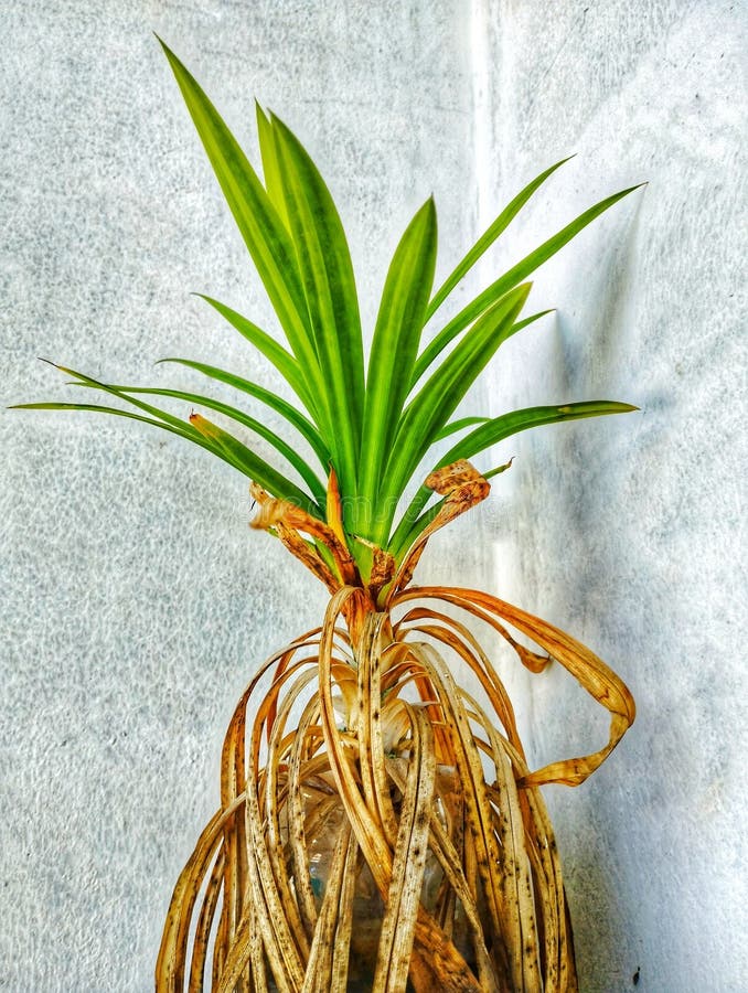 Pandan Leaves are Fresh Green and Fragrant Stock Image - Image of ...