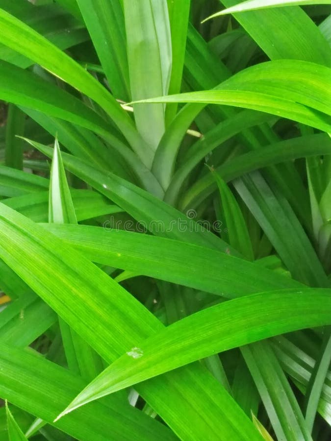 Pandan Leaves Growing in the Yard Stock Photo - Image of leaves ...