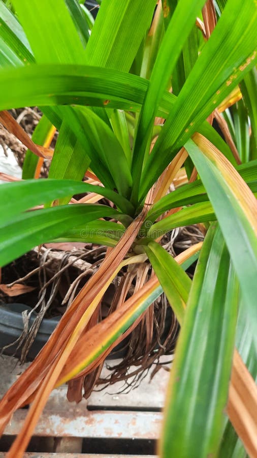 Pandan Leaves Have a Fragrant Smell Stock Image - Image of grass, tree ...